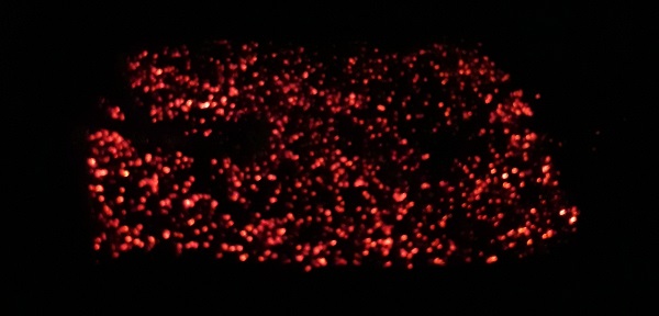 Samhain Firewalk and ceremony - The Clophill Centre